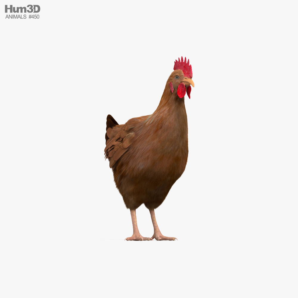 Brown Chicken (Hen) 3D model - Download Birds on 3DModels.org