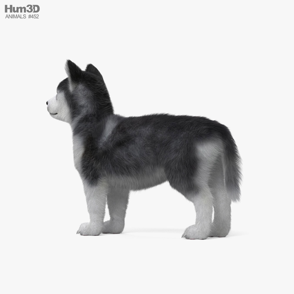Cachorro de Husky Siberiano Modelo 3D - Descargar Mammalia activado ...