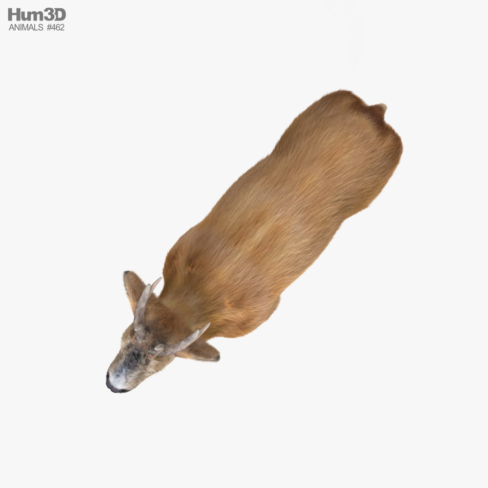Animated Roe Deer 3D model - Download Mammals on 3DModels.org