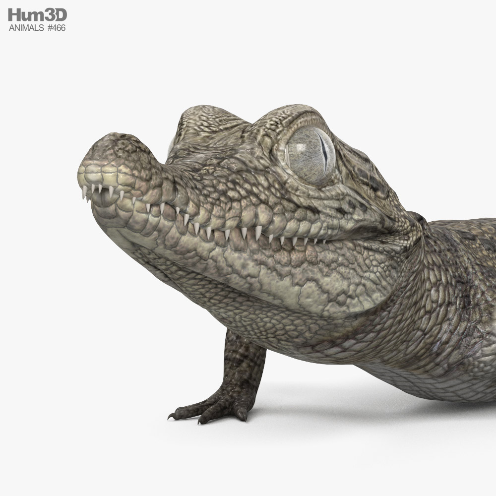 Baby Crocodile 3D model - Download Reptile on 3DModels.org