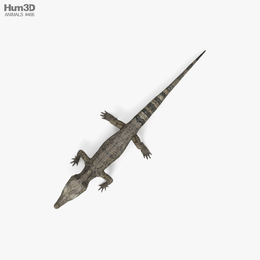 Baby Crocodile 3D model - Download Reptile on 3DModels.org