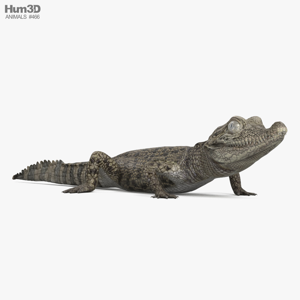 Baby Crocodile 3D model - Download Reptile on 3DModels.org