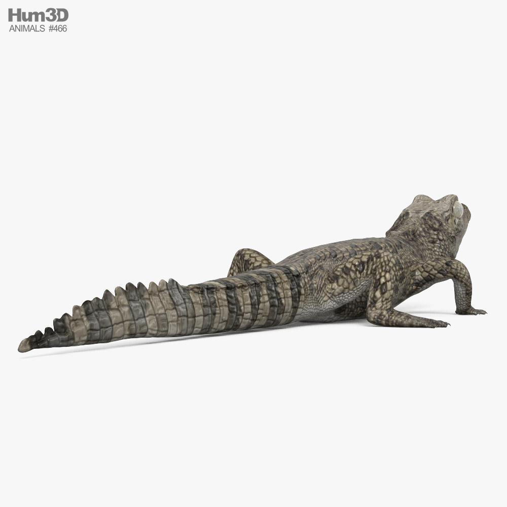 Baby Crocodile 3D model - Download Reptile on 3DModels.org