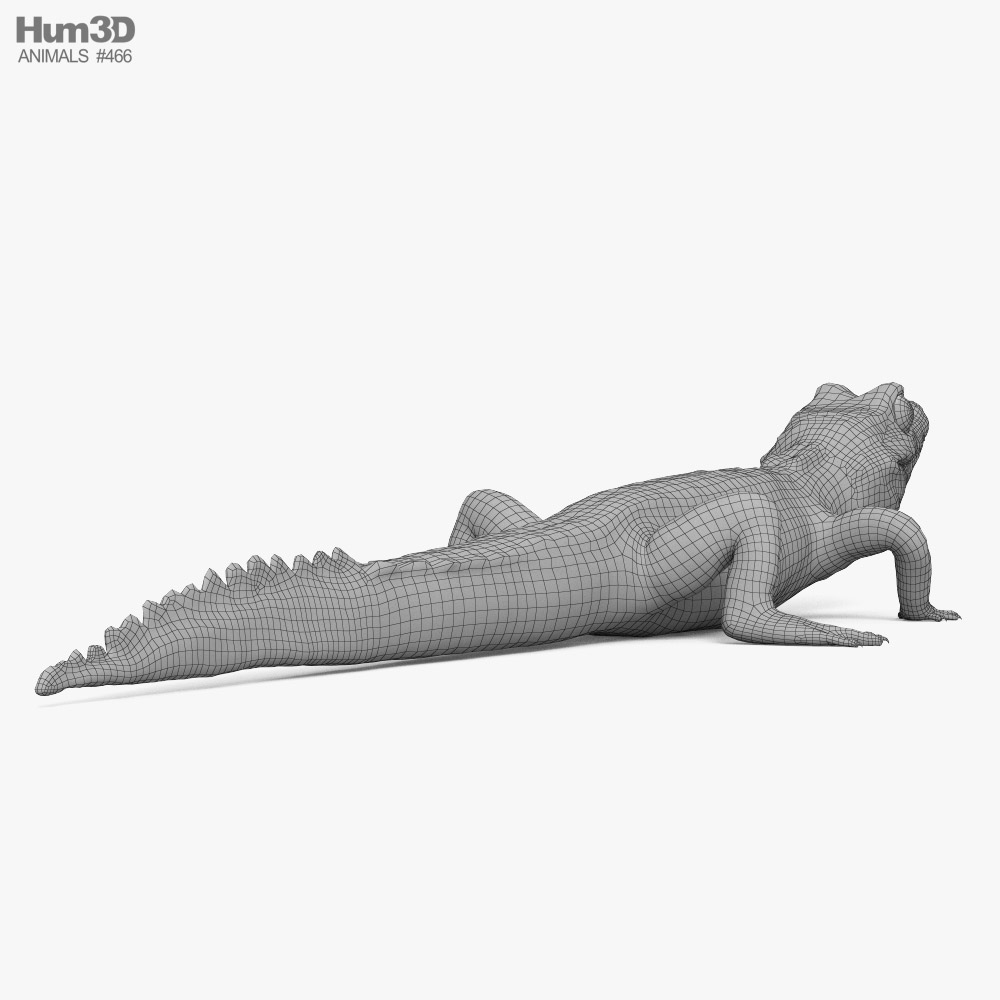 Baby Crocodile 3D model - Download Reptile on 3DModels.org