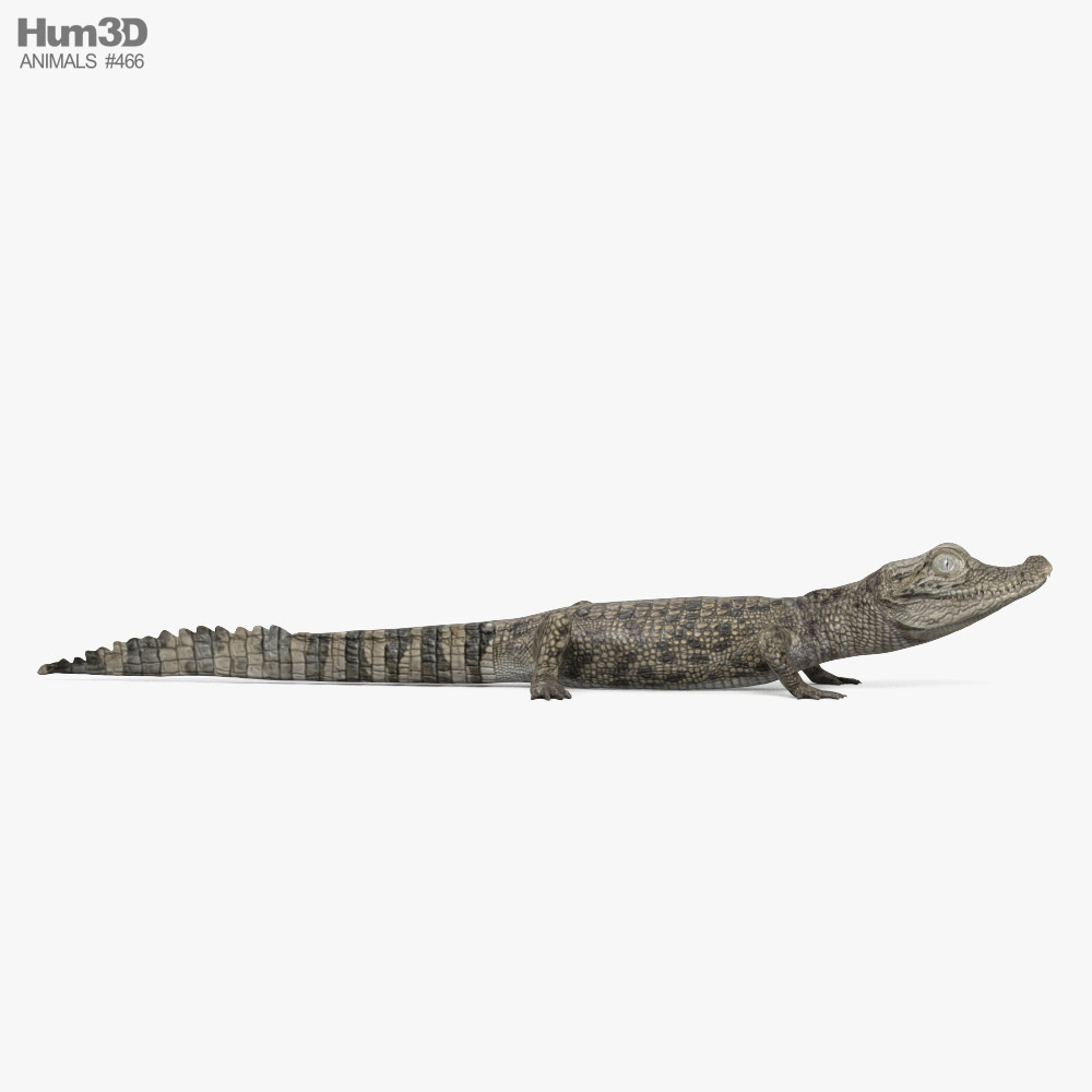 Baby Crocodile 3D model - Download Reptile on 3DModels.org