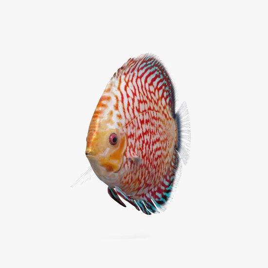 Coral reef fish 3D Models Download - 3DModels.org