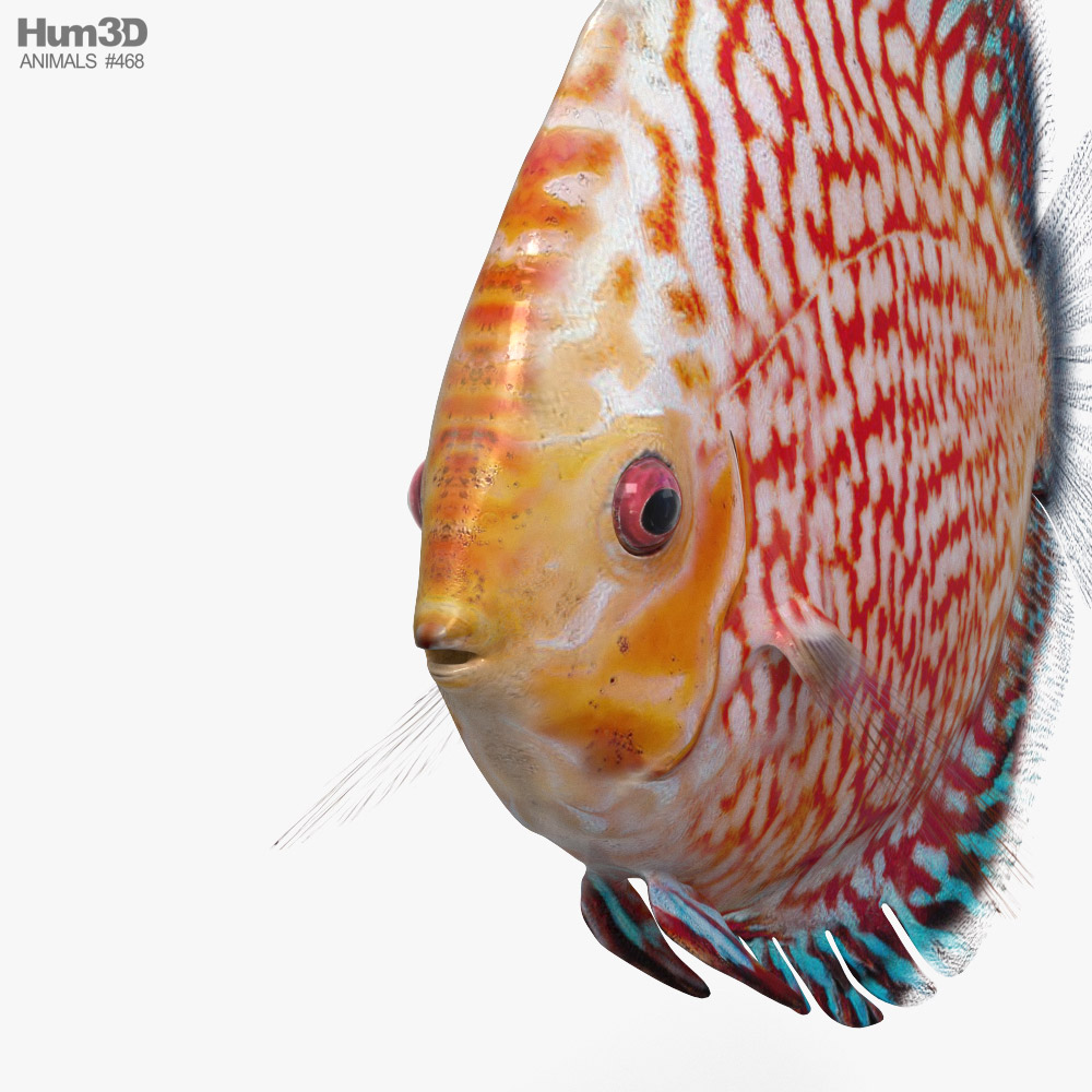 Discus Fish 3D model - Download Fish on 3DModels.org