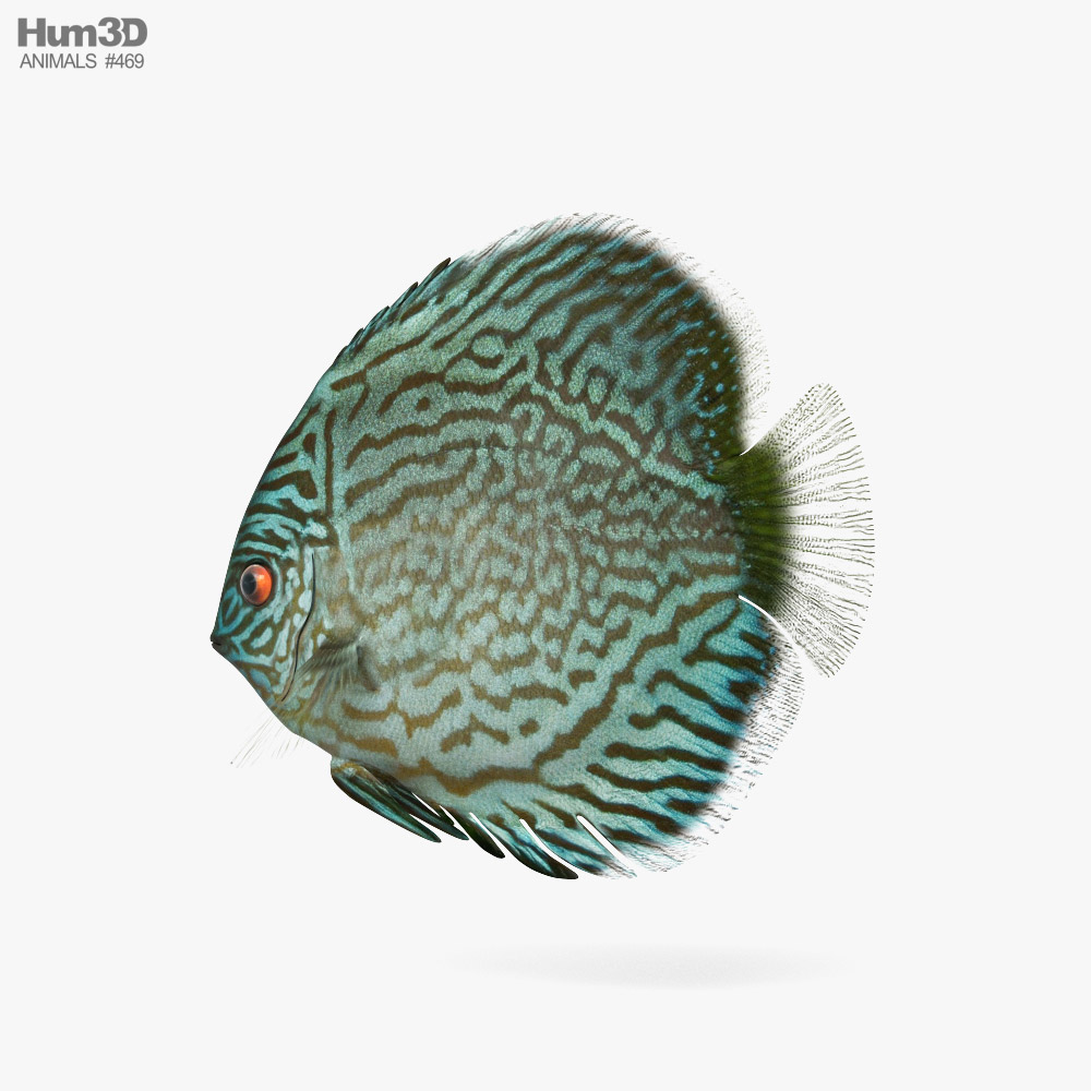 Discus Fish Blue 3D model - Download Fish on 3DModels.org