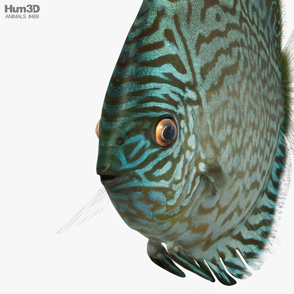 Discus Fish Blue 3D model - Download Fish on 3DModels.org