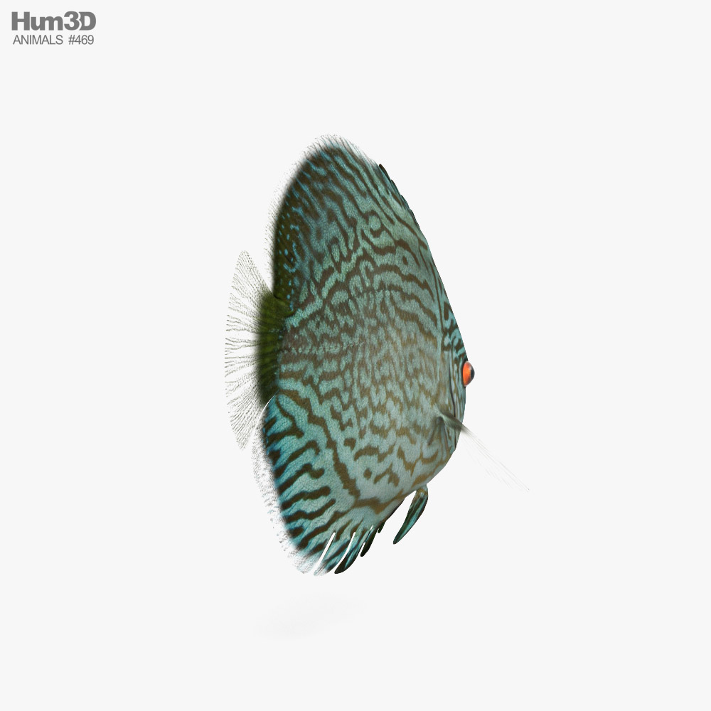 Discus Fish Blue 3D model - Download Fish on 3DModels.org