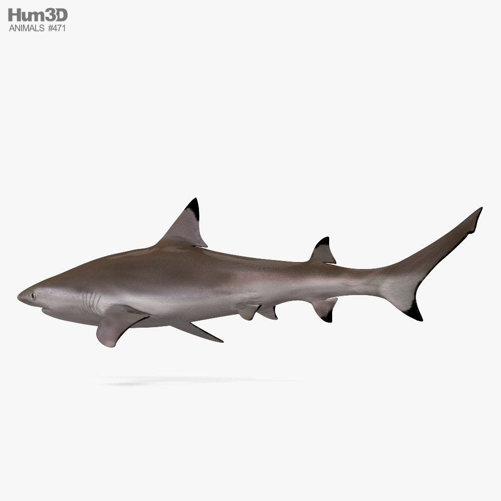 Reef Shark 3D model - Download Fish on 3DModels.org