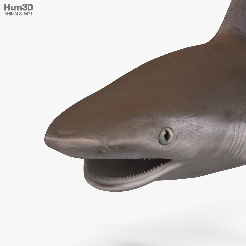 Reef Shark 3D model - Download Fish on 3DModels.org