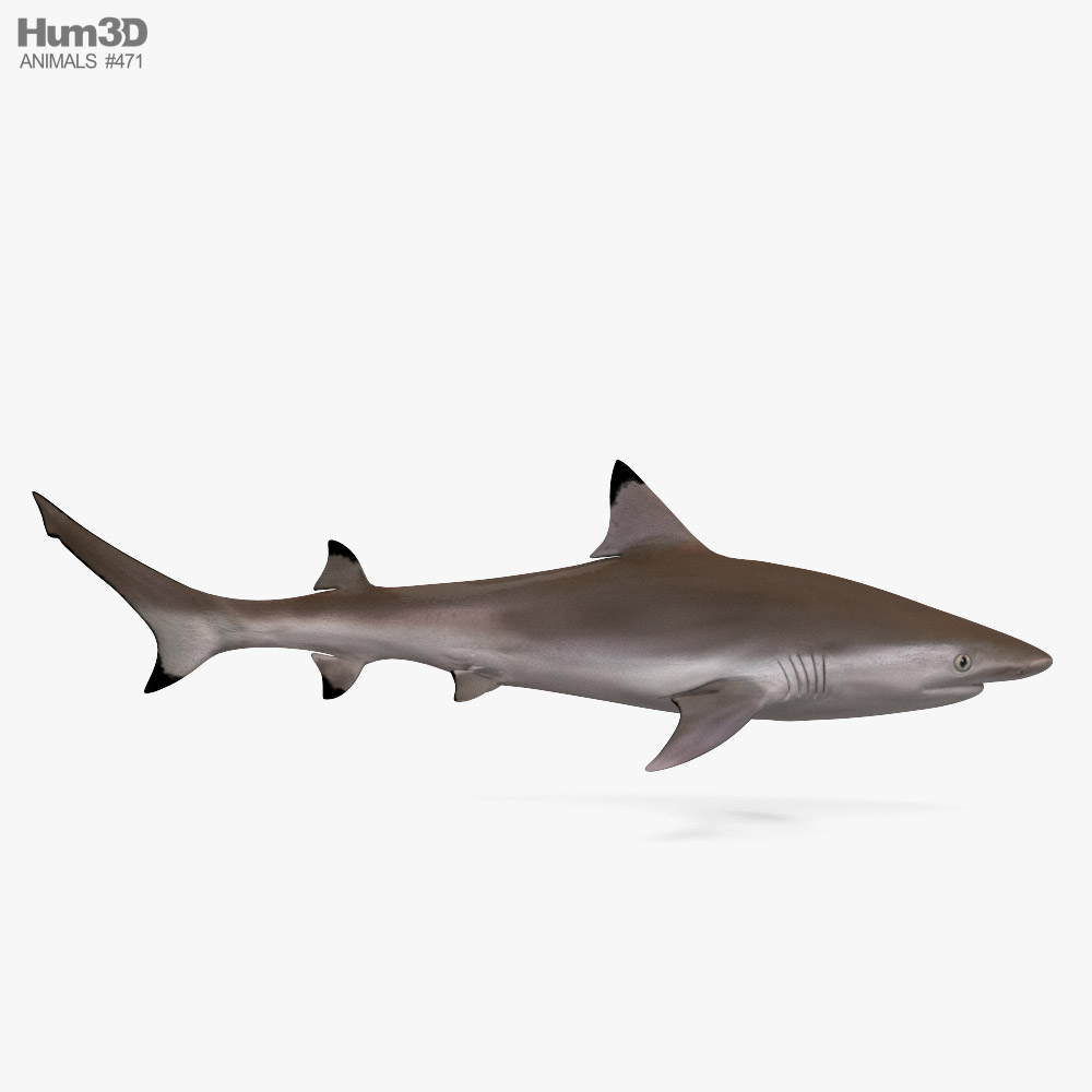 Reef Shark 3D model - Download Fish on 3DModels.org