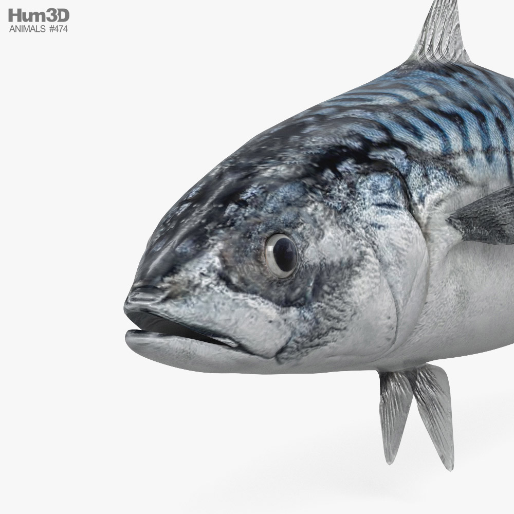 Atlantic Mackerel 3D model - Download Fish on 3DModels.org