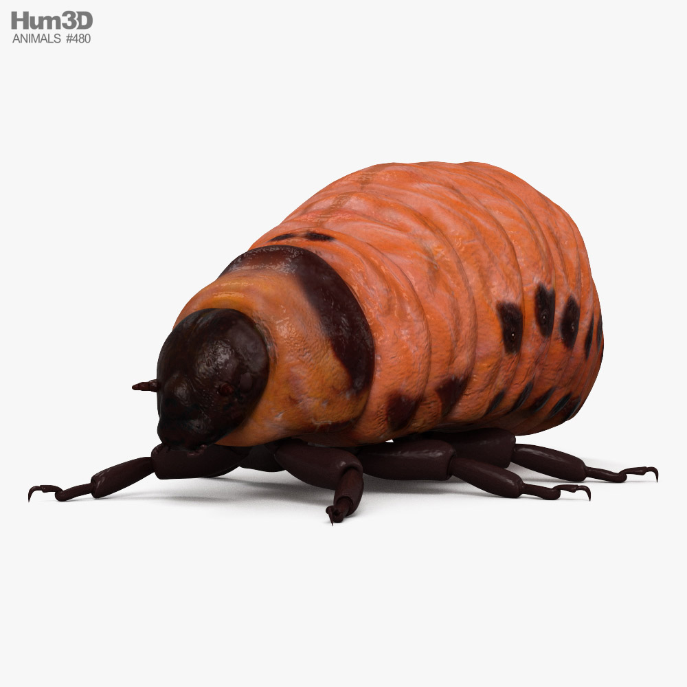 Colorado Potato Beetle Larva 3D model - Download Insects on 3DModels.org