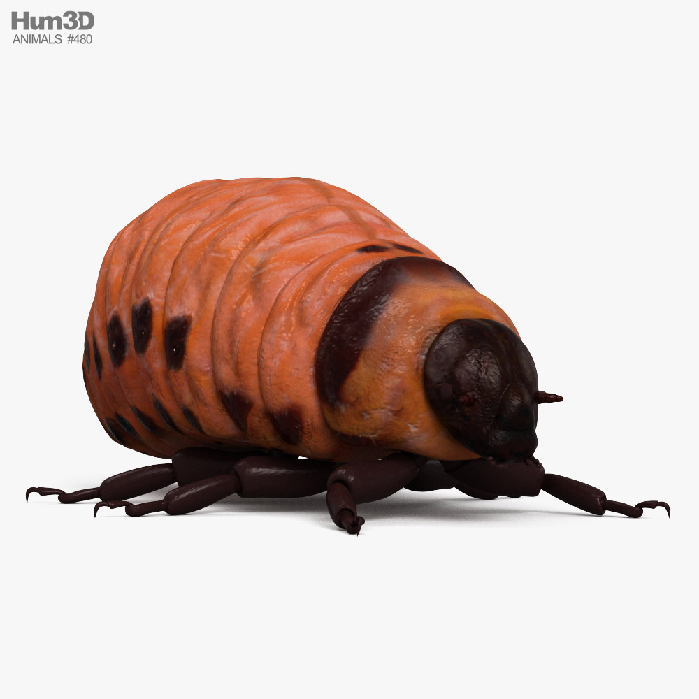 Colorado Potato Beetle Larva 3D model - Download Insects on 3DModels.org