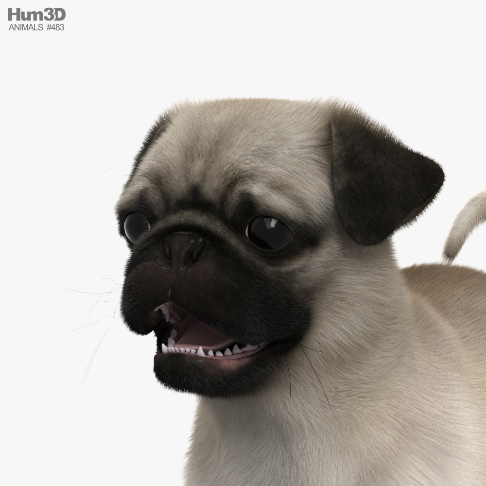 Pug Puppy 3D model - Download Mammals on 3DModels.org