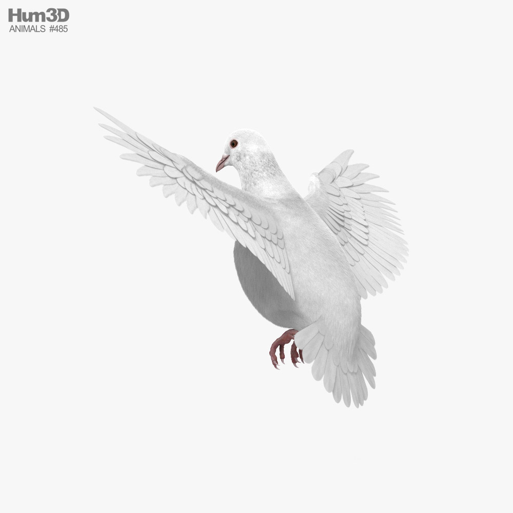 White Dove Flying 3D model - Download Birds on 3DModels.org
