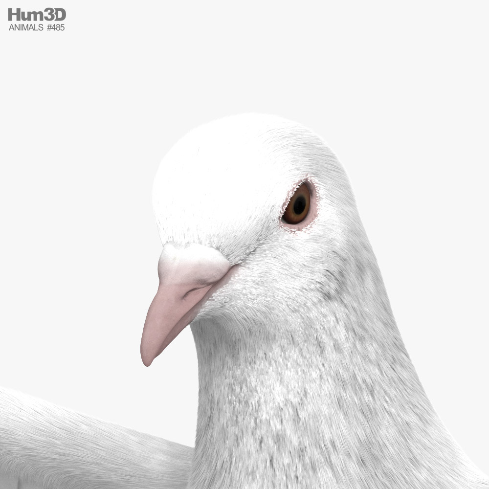 White Dove Flying 3D model - Download Birds on 3DModels.org