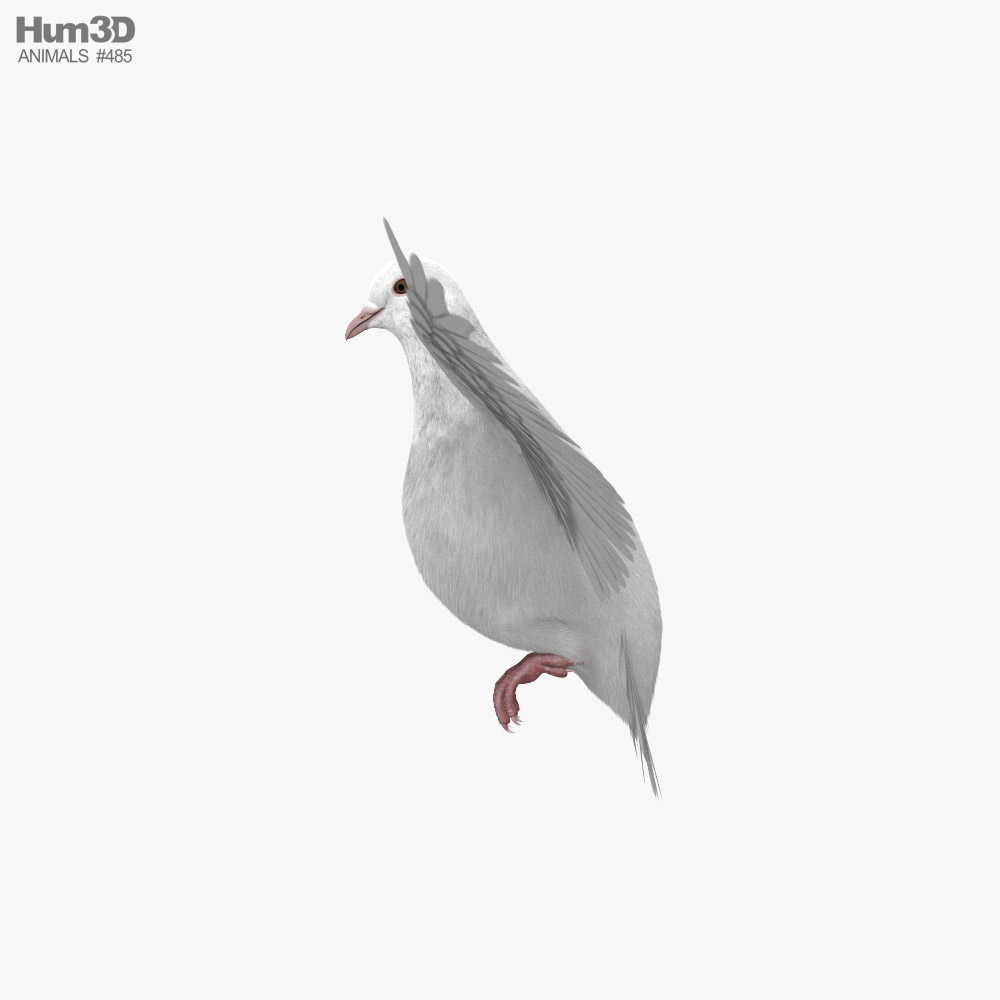 White Dove Flying 3D model - Download Birds on 3DModels.org
