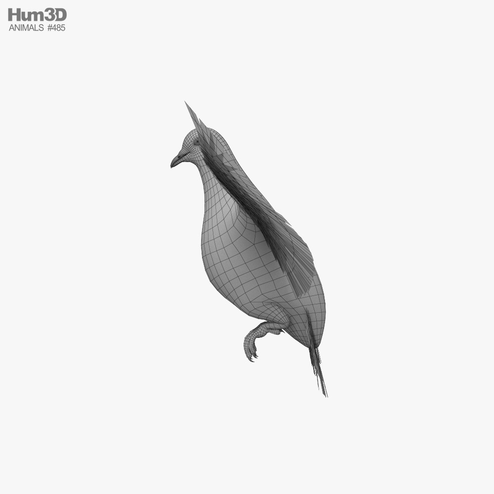 White Dove Flying 3D model - Download Birds on 3DModels.org