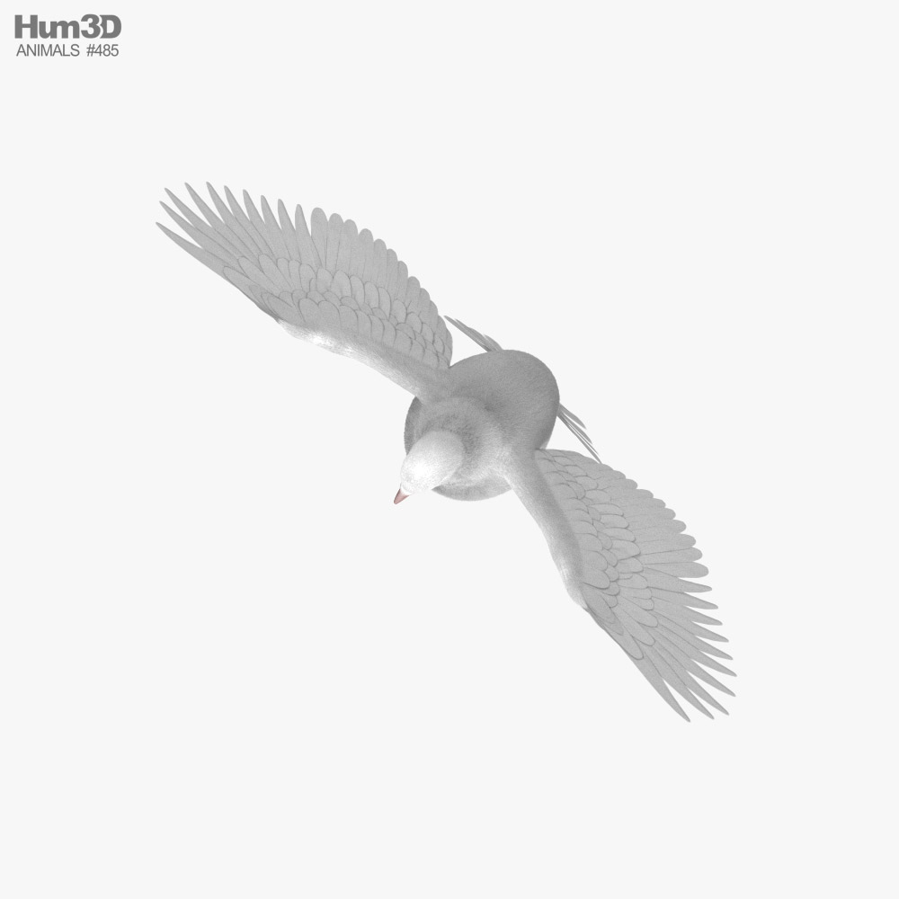 White Dove Flying 3D model - Download Birds on 3DModels.org