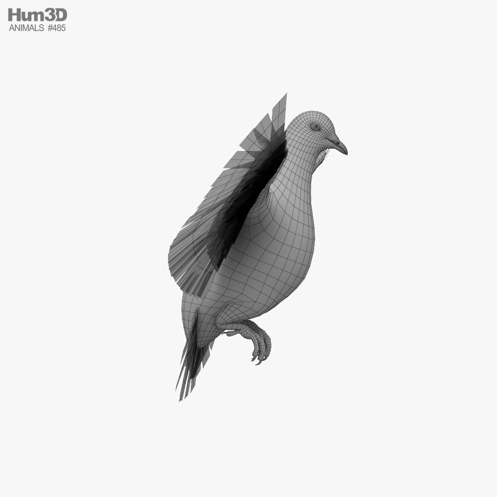 White Dove Flying 3D model - Download Birds on 3DModels.org