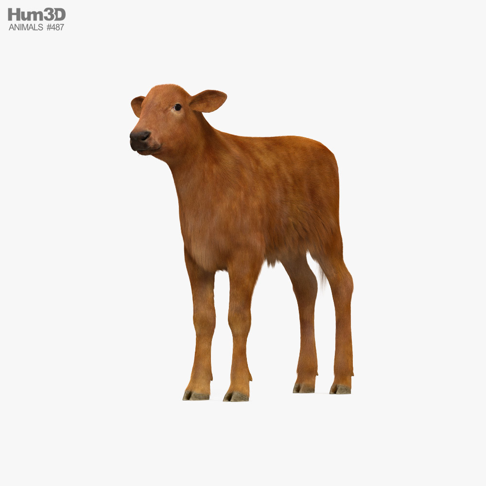 Animated Brown Calf 3D model - Download Mammals on 3DModels.org