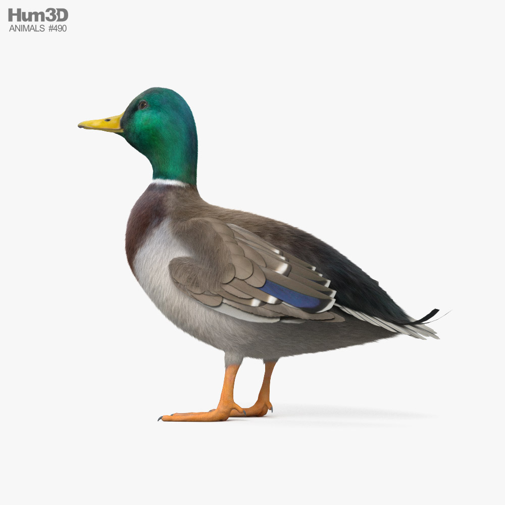 Mallard Duck 3D model - Download Birds on 3DModels.org