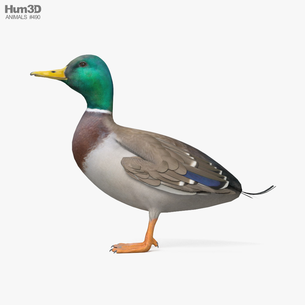 Mallard Duck 3D model - Download Birds on 3DModels.org
