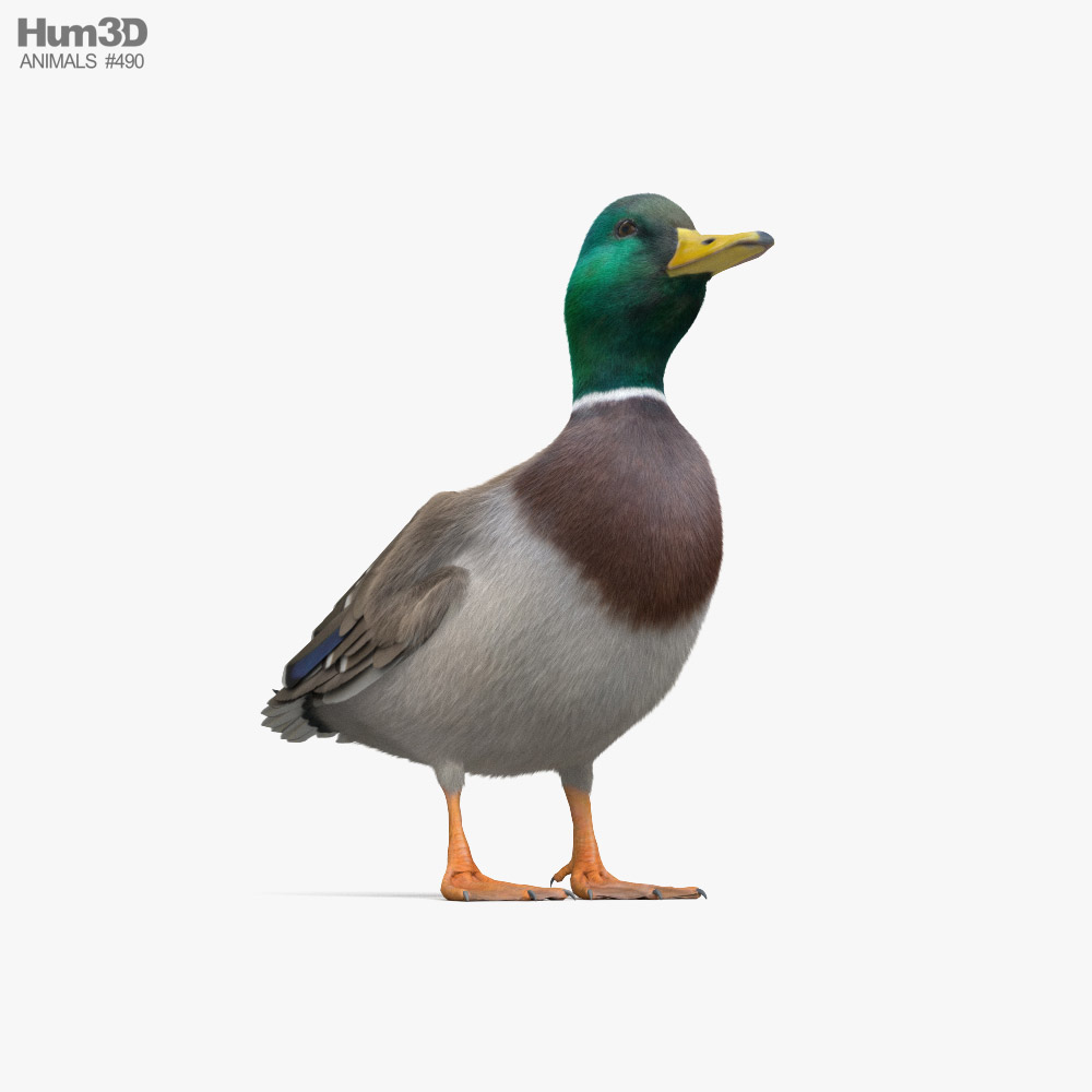 Mallard Duck 3D model - Download Birds on 3DModels.org