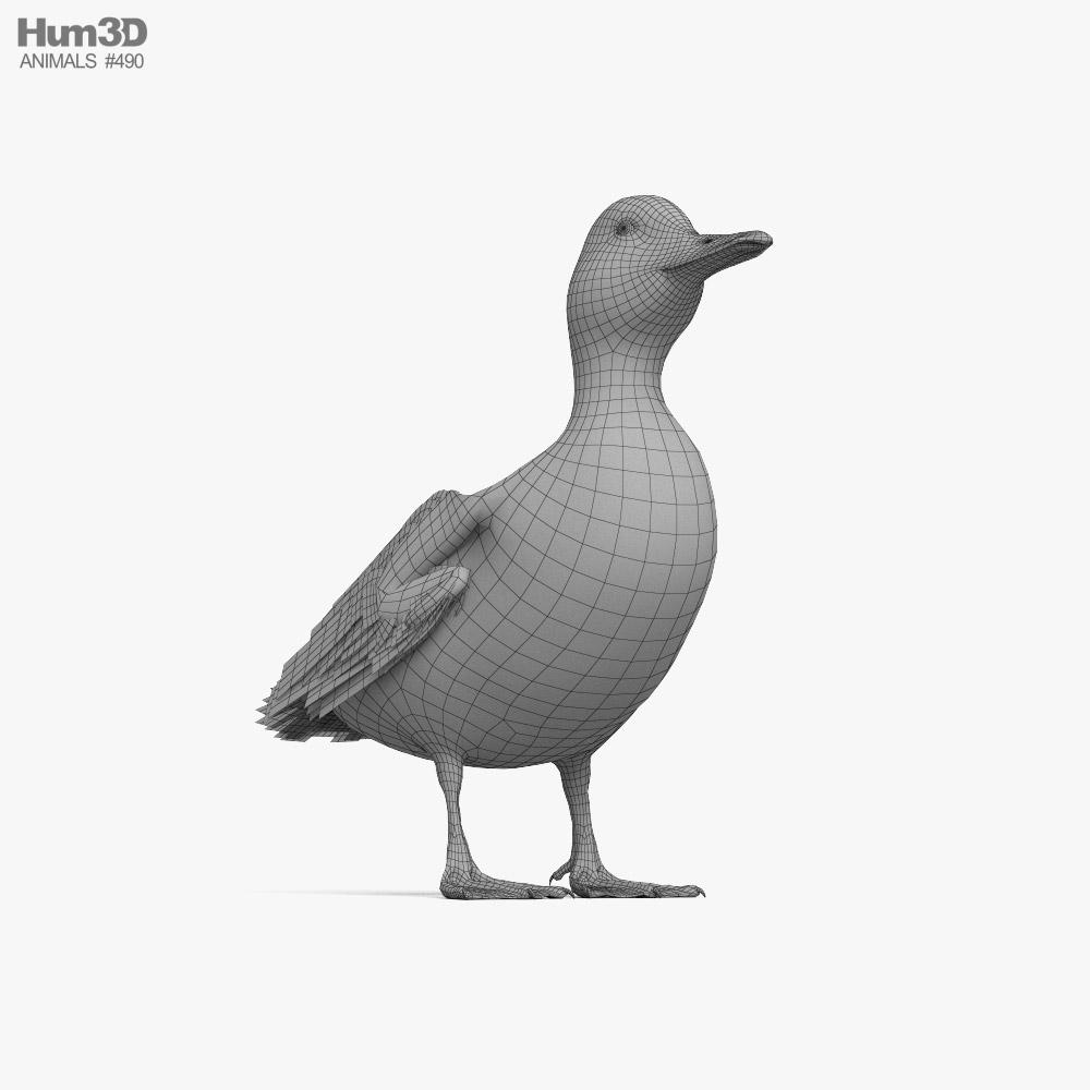 Mallard Duck 3D model - Download Birds on 3DModels.org