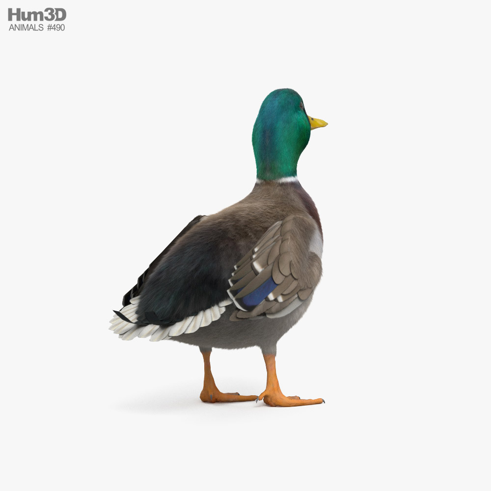 Mallard Duck 3D model - Download Birds on 3DModels.org