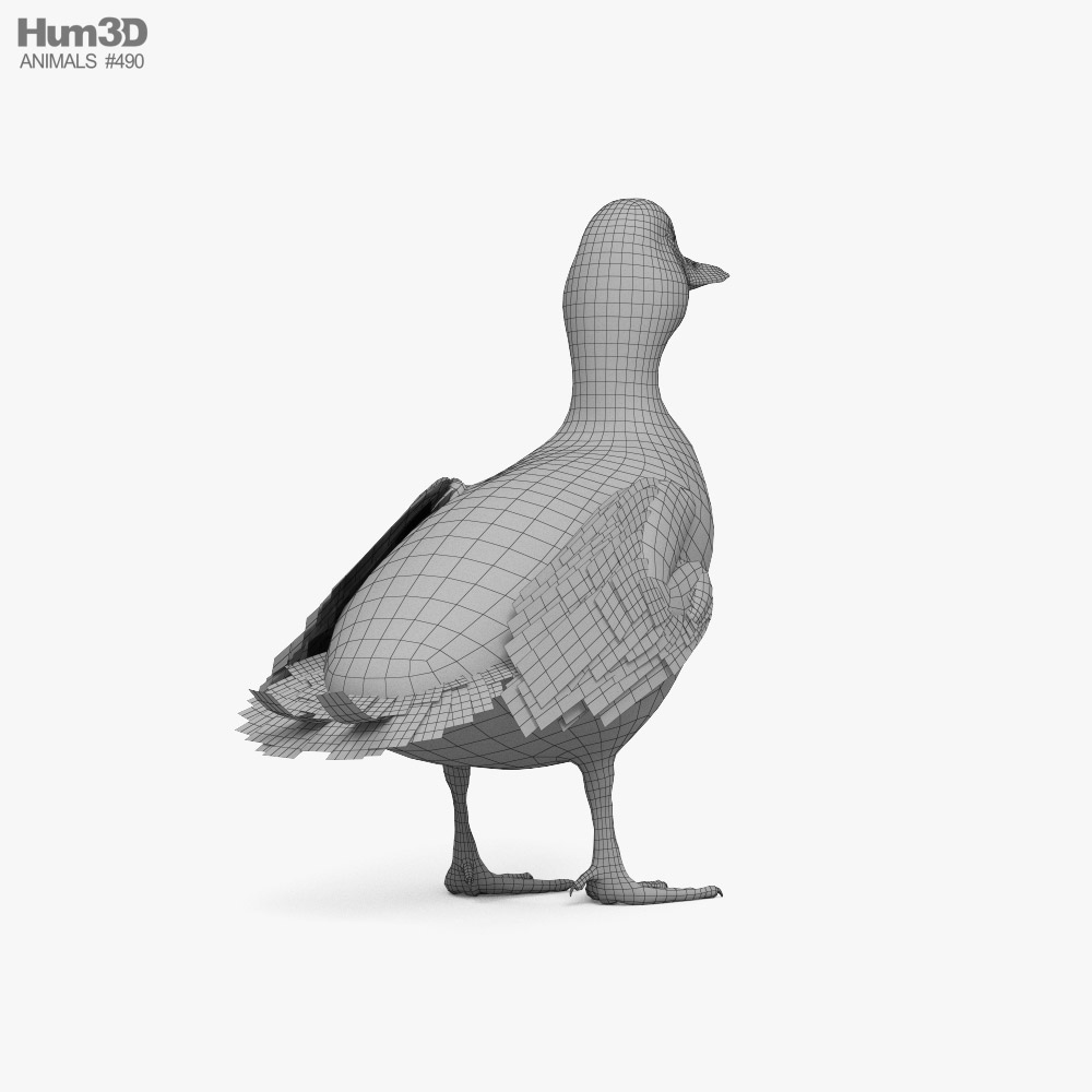 Mallard Duck 3D model - Download Birds on 3DModels.org