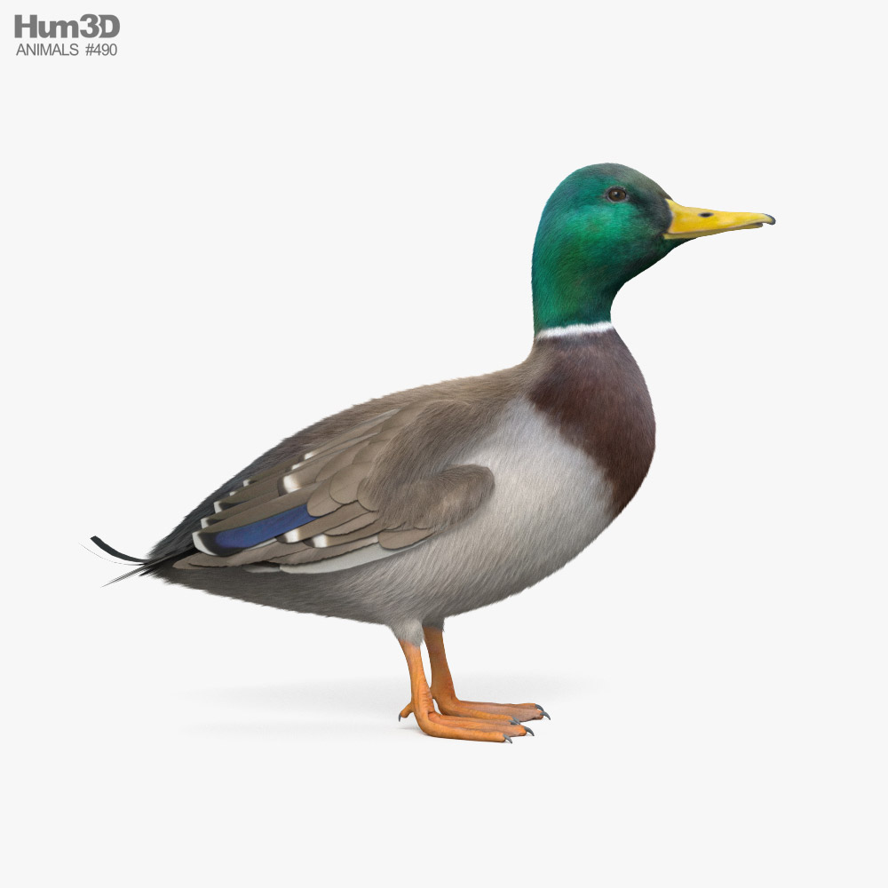Mallard Duck 3D model - Download Birds on 3DModels.org