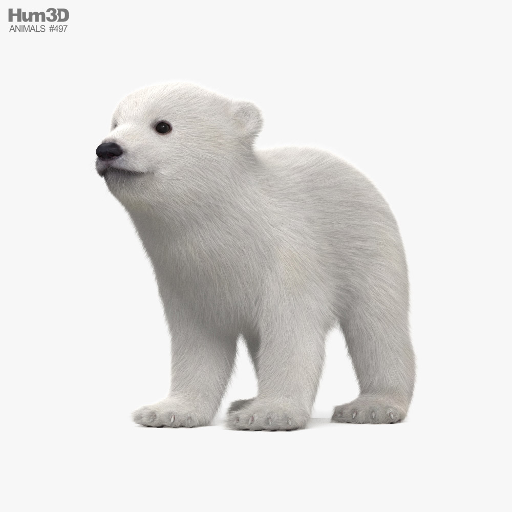 Polar Bear Baby 3D model - Download Mammals on 3DModels.org