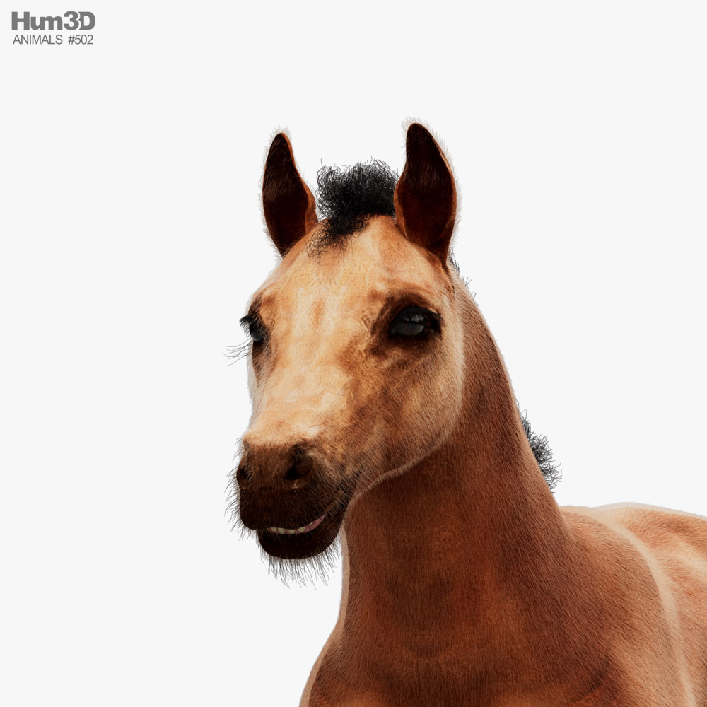 Horse Foal 3D model - Download Mammals on 3DModels.org