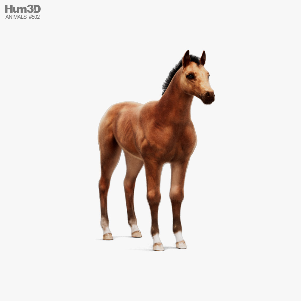 Horse Foal 3D model - Download Mammals on 3DModels.org