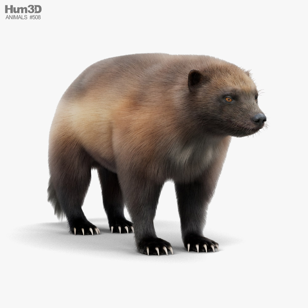 Wolverine 3D model - Download Mammals on 3DModels.org