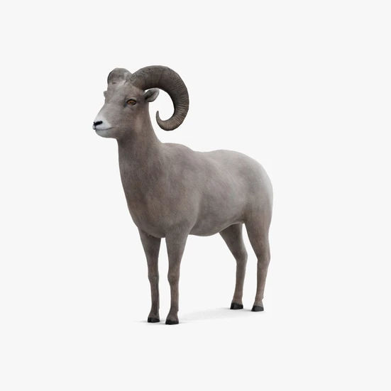 Sheep 3D Models Download - 3DModels.org