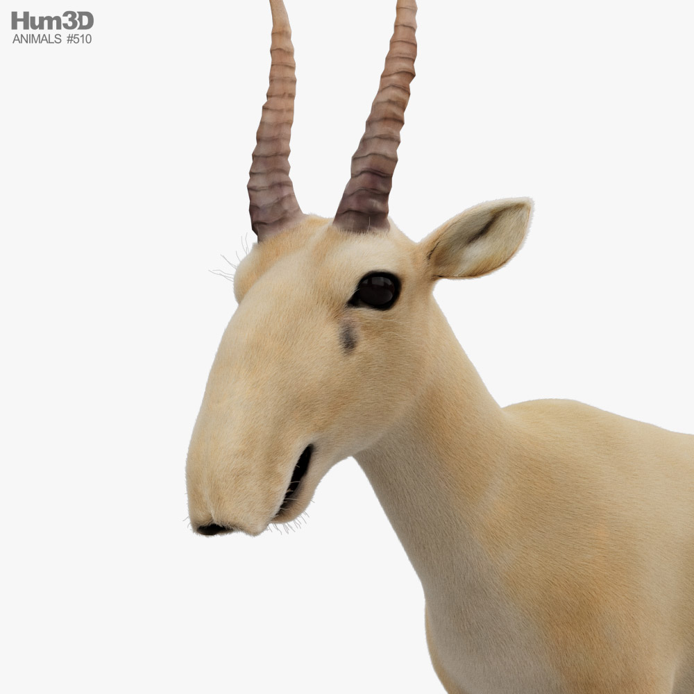 Saiga Antilope 3D model - Download Mammals on 3DModels.org