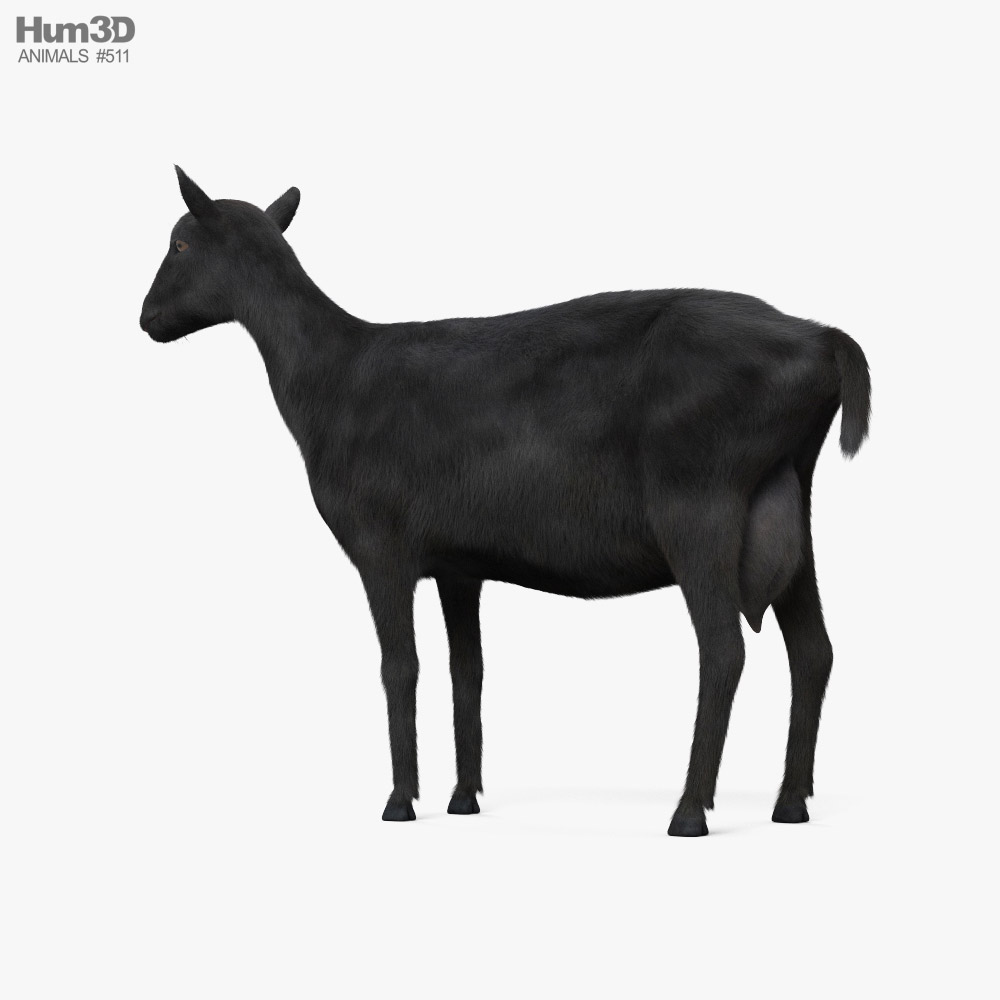 Black Alpine Goat 3D model - Download Mammals on 3DModels.org