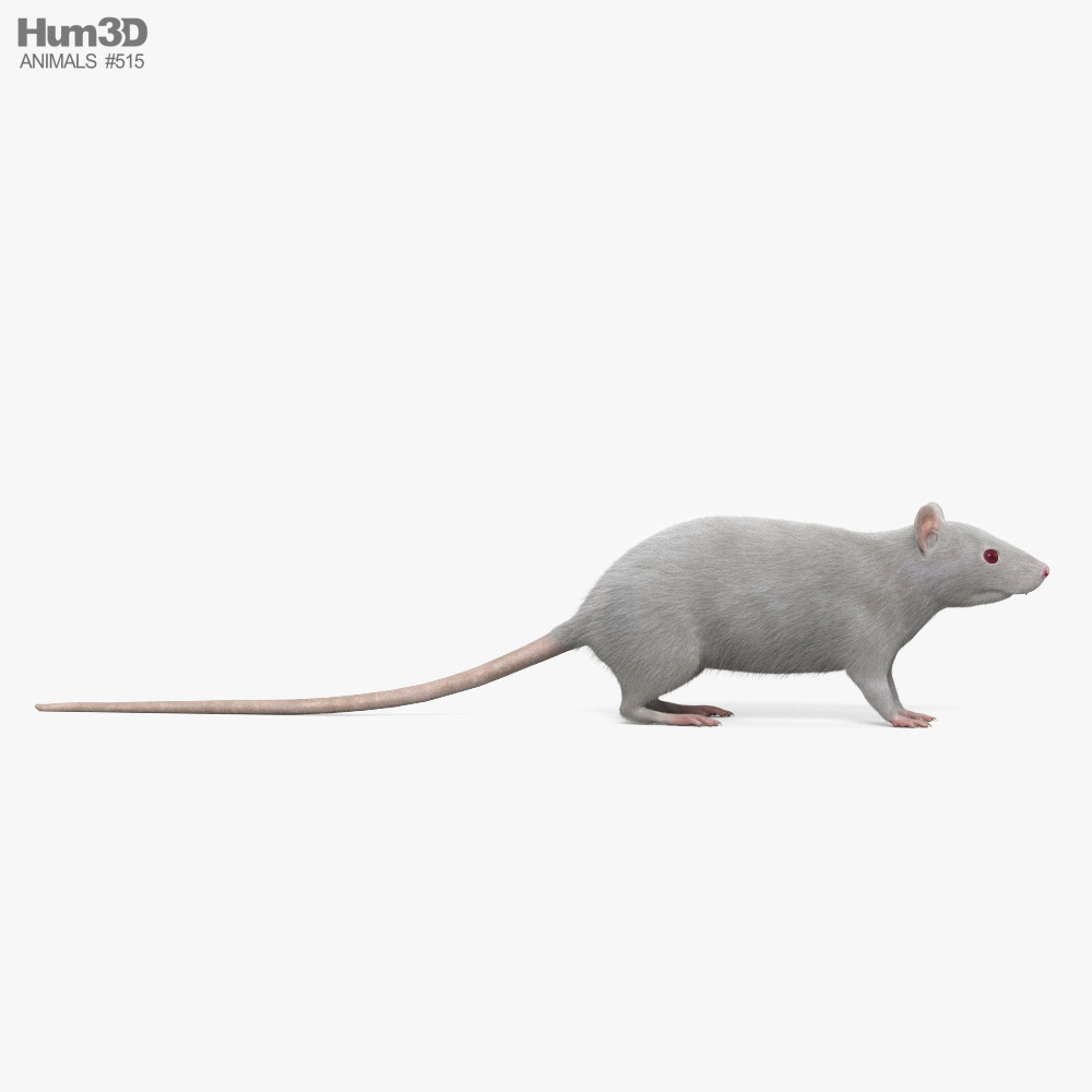 White Rat 3D model - Download Mammals on 3DModels.org