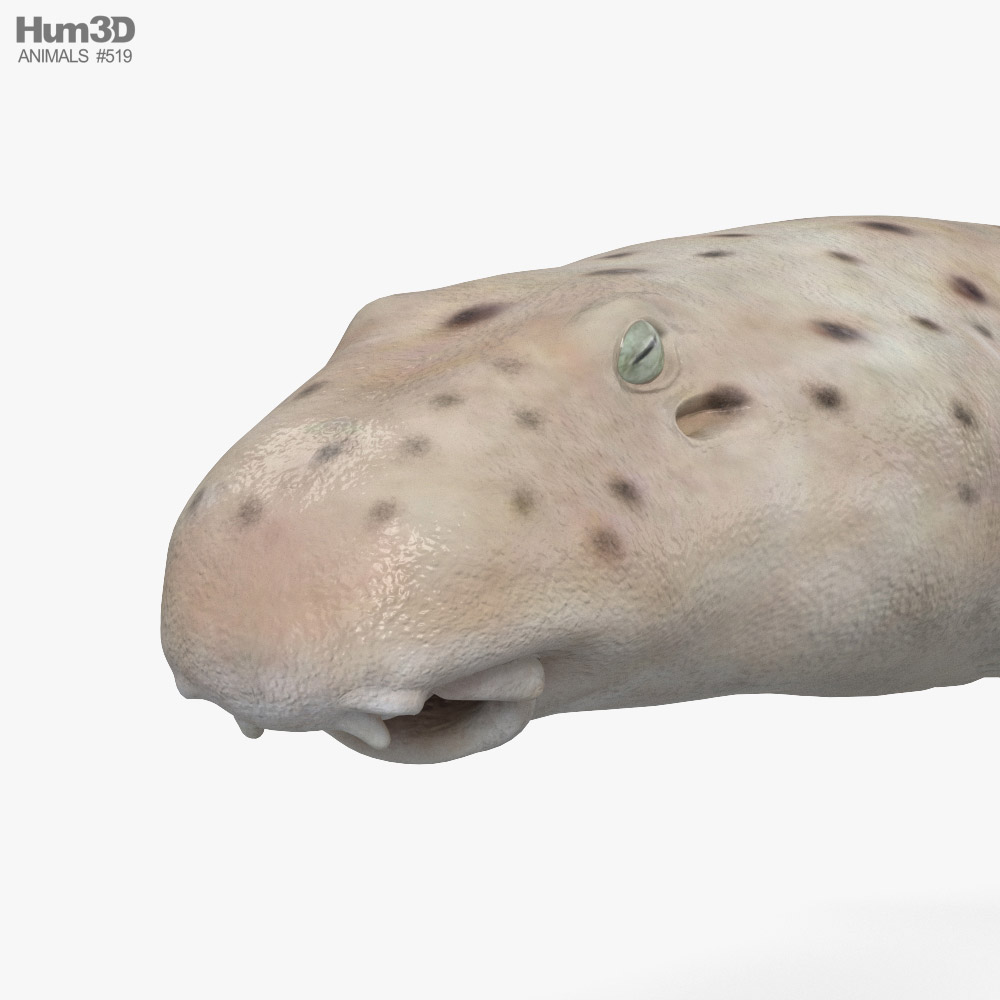 Epaulette Shark 3D model - Download Fish on 3DModels.org