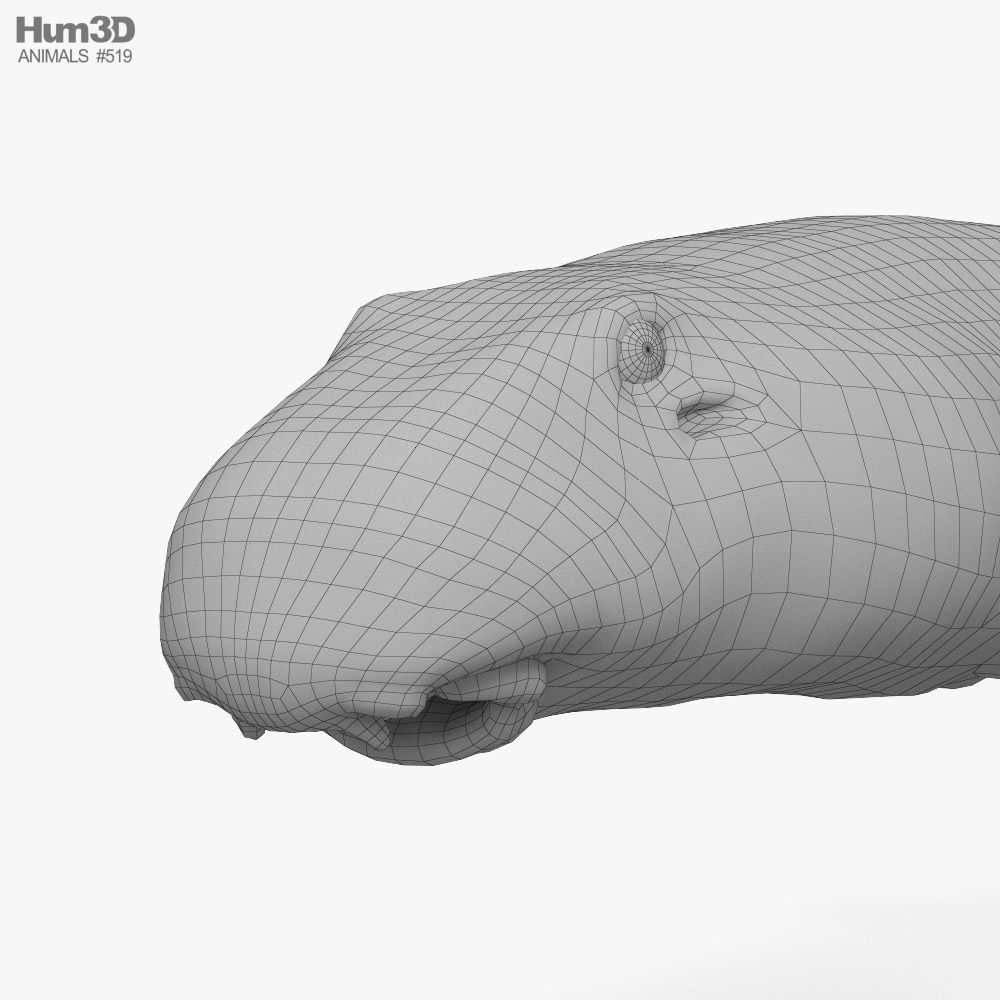 Epaulette Shark 3D model - Download Fish on 3DModels.org