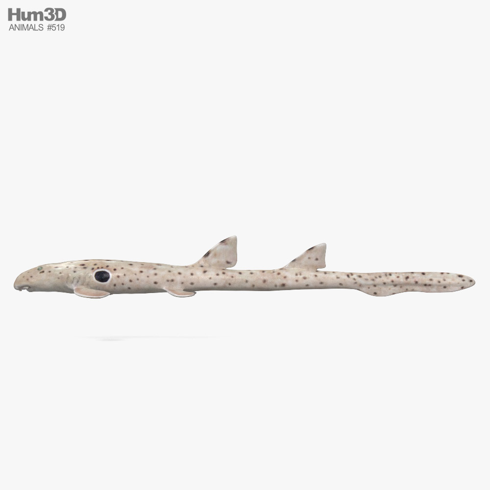 Epaulette Shark 3D model - Download Fish on 3DModels.org