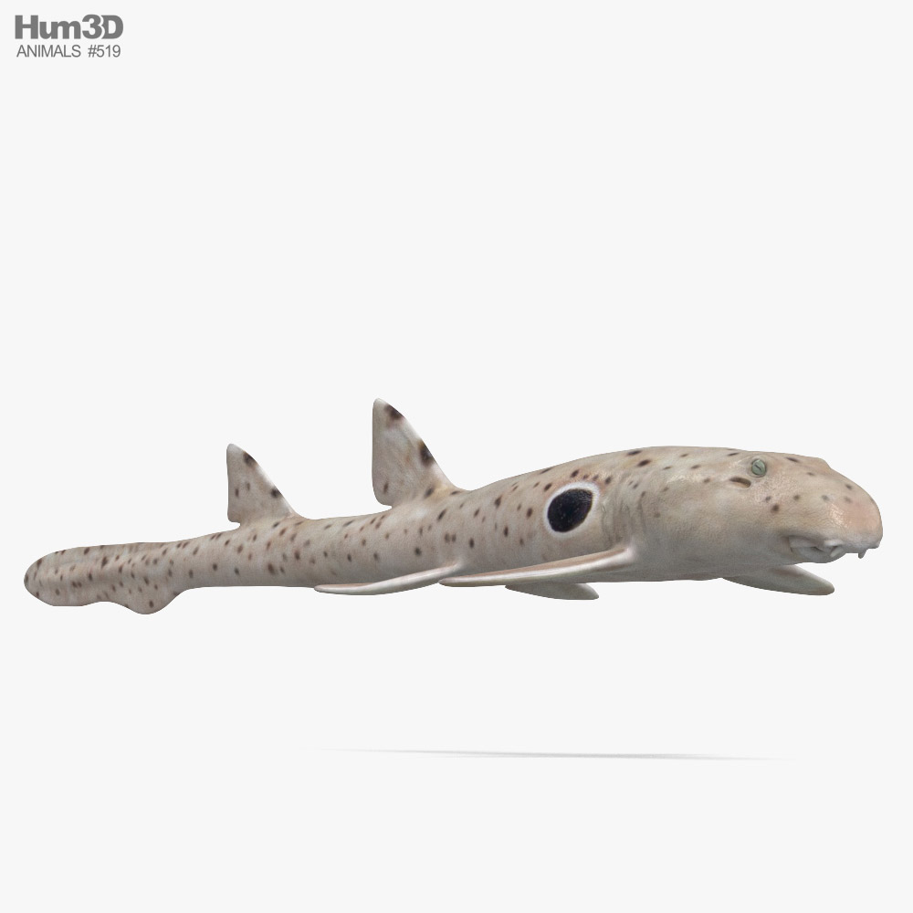 Epaulette Shark 3D model - Download Fish on 3DModels.org