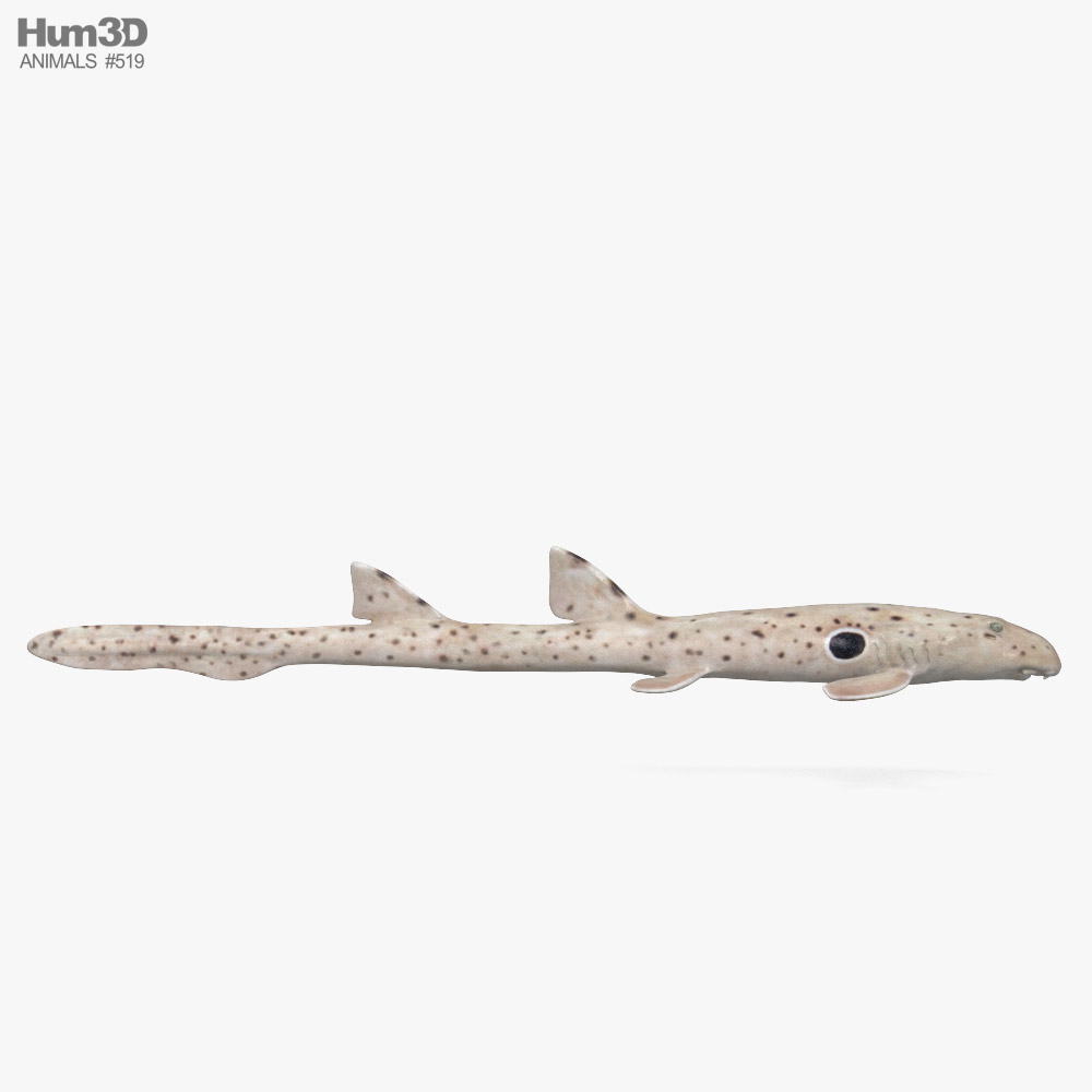Epaulette Shark 3D model - Download Fish on 3DModels.org