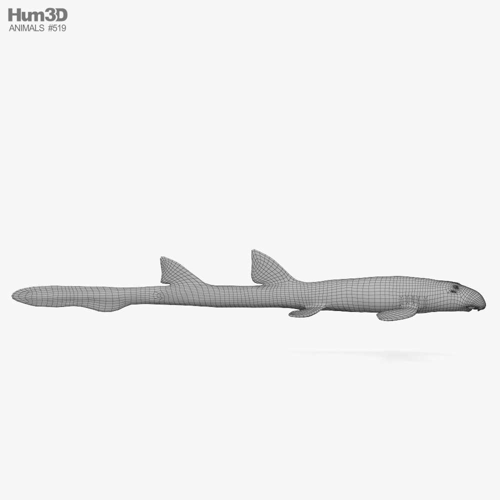Epaulette Shark 3D model - Download Fish on 3DModels.org