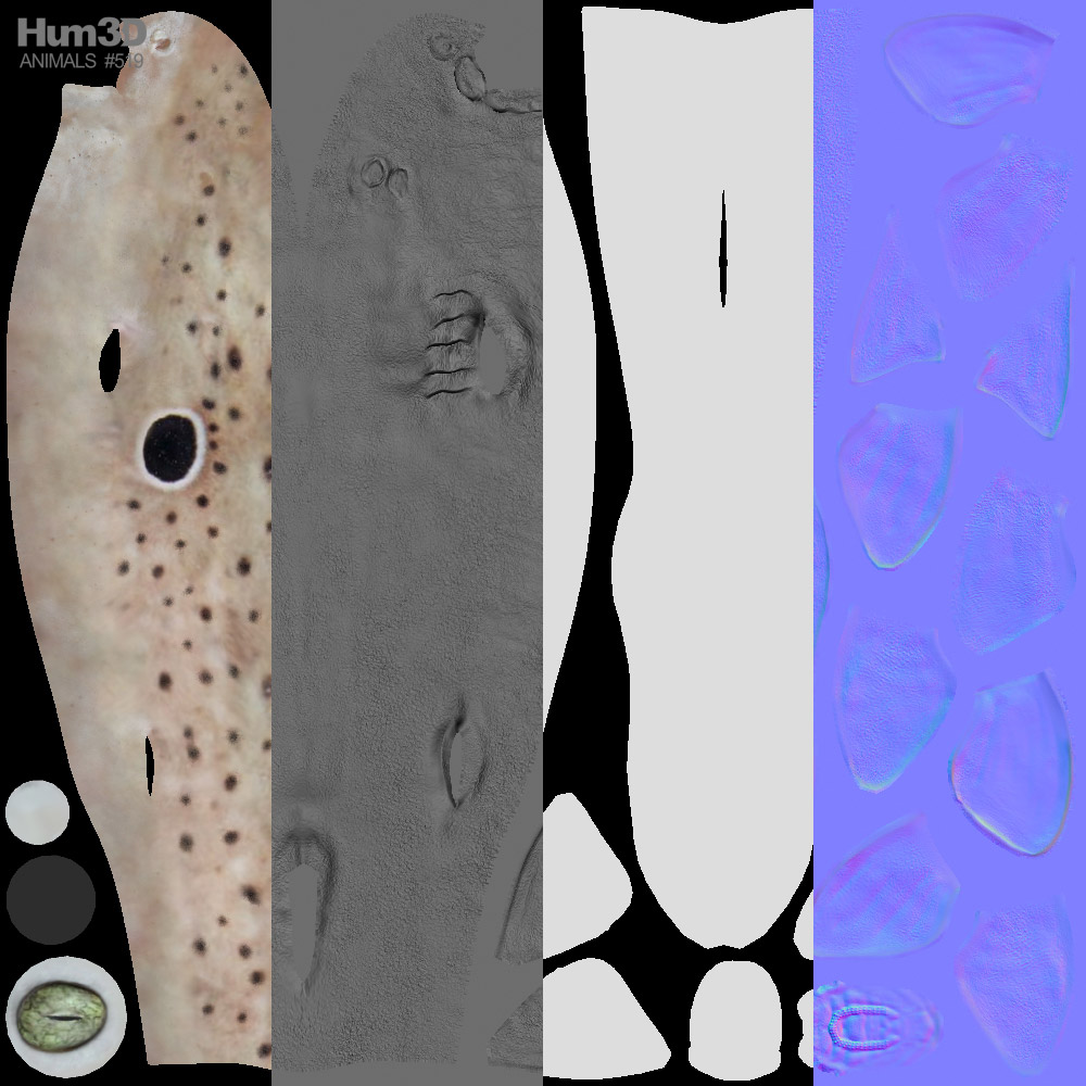 Epaulette Shark 3D model - Download Fish on 3DModels.org